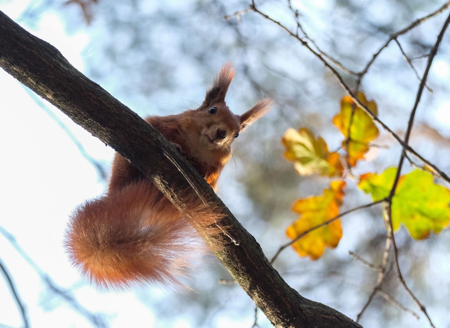 The Magic of Fall Colors - The Atlantic