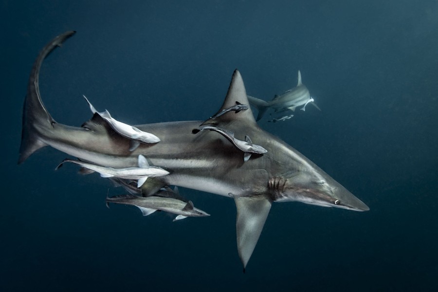 A Look Into the Wondrous Lives of Sharks - The Atlantic