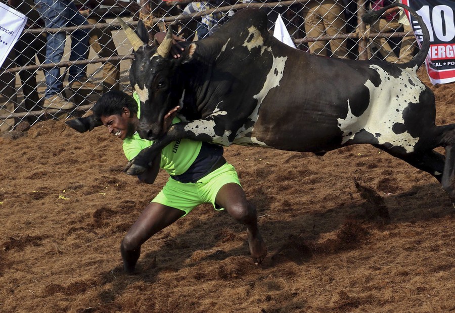 Photos of the Week: Transport Mishaps, Epiphany Blessings, Bull Taming ...