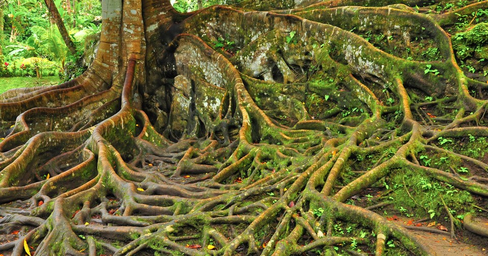 This 'Genome Hacker' Is Building Family Trees With Millions of Branches ...