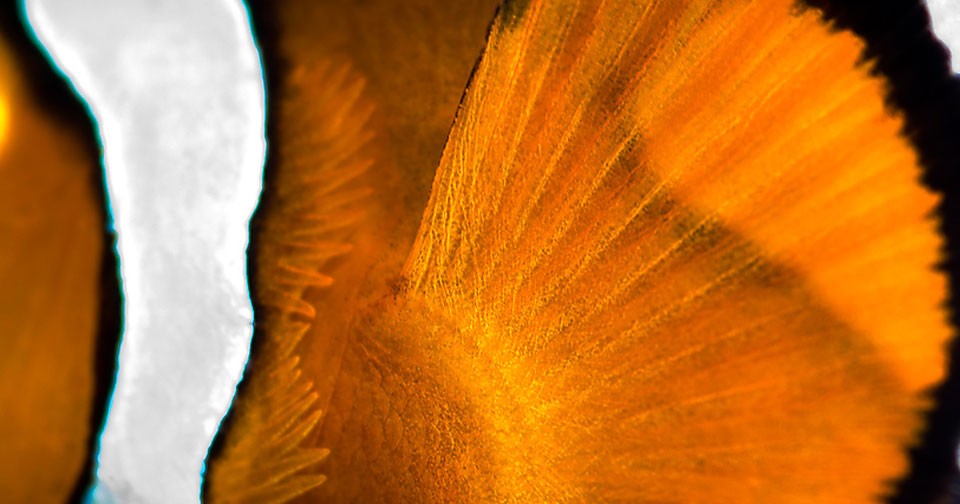 How Fins Evolved Into Hands and Feet - The Atlantic