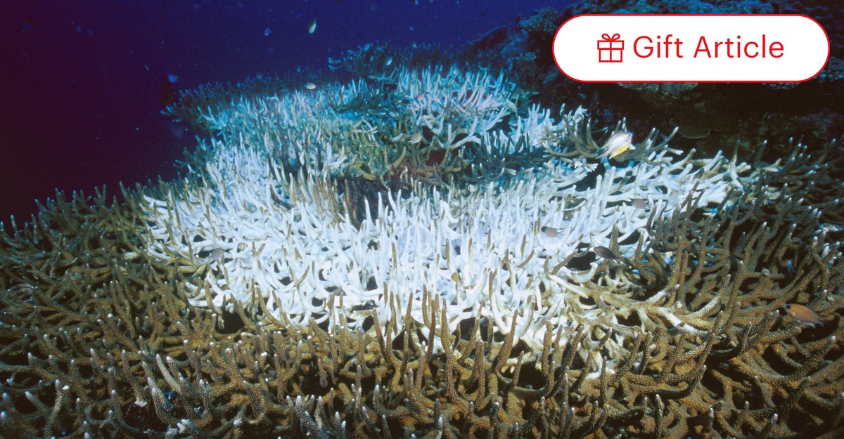 coral bleaching articles
