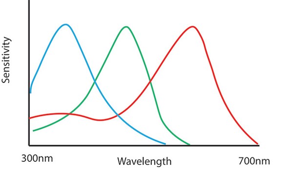Why Humans Are So Good at Seeing Red and Green - The Atlantic