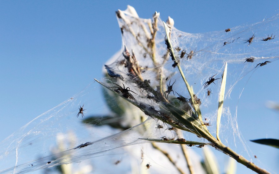 Spiders Flee Australian Flood - The Atlantic