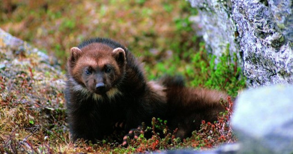 Great News For Wolverines, and a Lashing For U.S. Fish and Wildlife ...