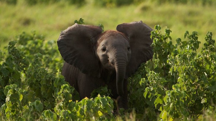 David Attenborough's 'Planet Earth' Will Return to the BBC This Year ...