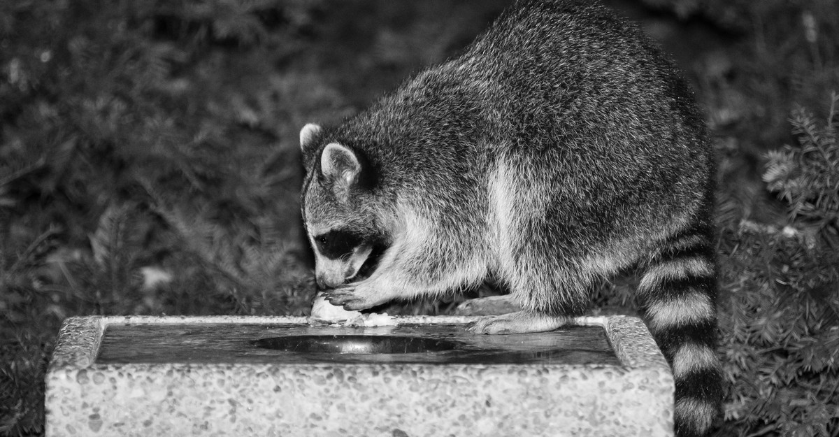 Junk Food Is Bad For You Is It Bad For Raccoons TrendRadars