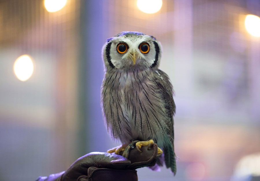 Photos: Superb Owl Sunday III - The Atlantic