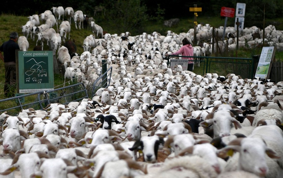 A New Generation of Shepherds in the French Pyrenees - The Atlantic