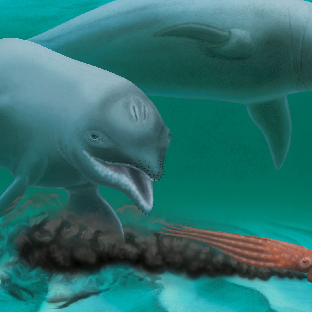 dolphins with human teeth