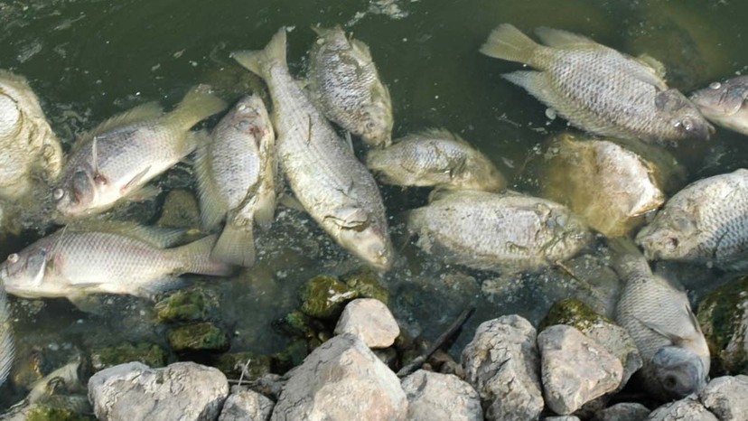 The Scary Thing About a Virus That Kills Farmed Fish - The Atlantic