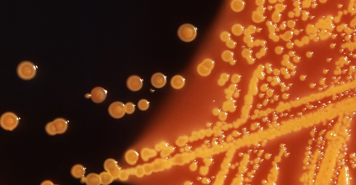 A New Way to Stop Antibiotic-Resistant Superbugs - The Atlantic