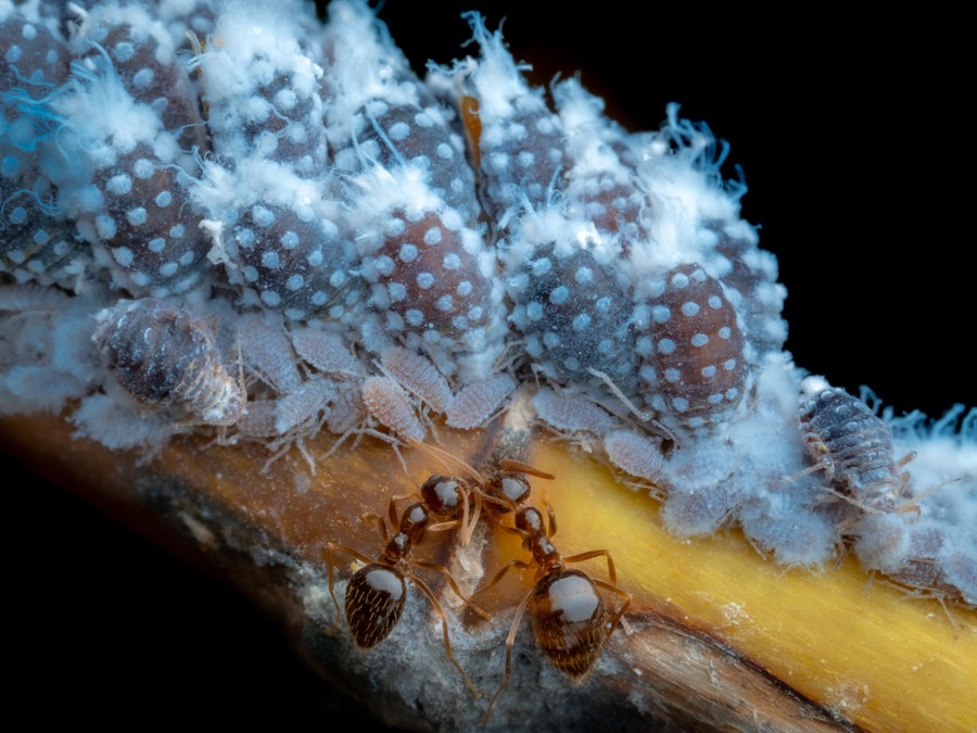 Winners of the 2024 Close-Up Photographer of the Year - The Atlantic