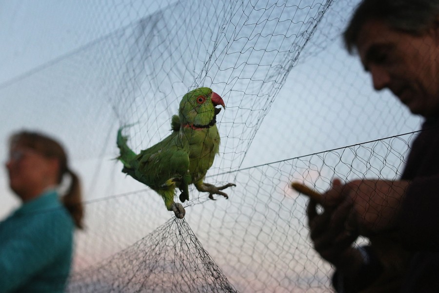 Photos: The Parakeets of London - The Atlantic