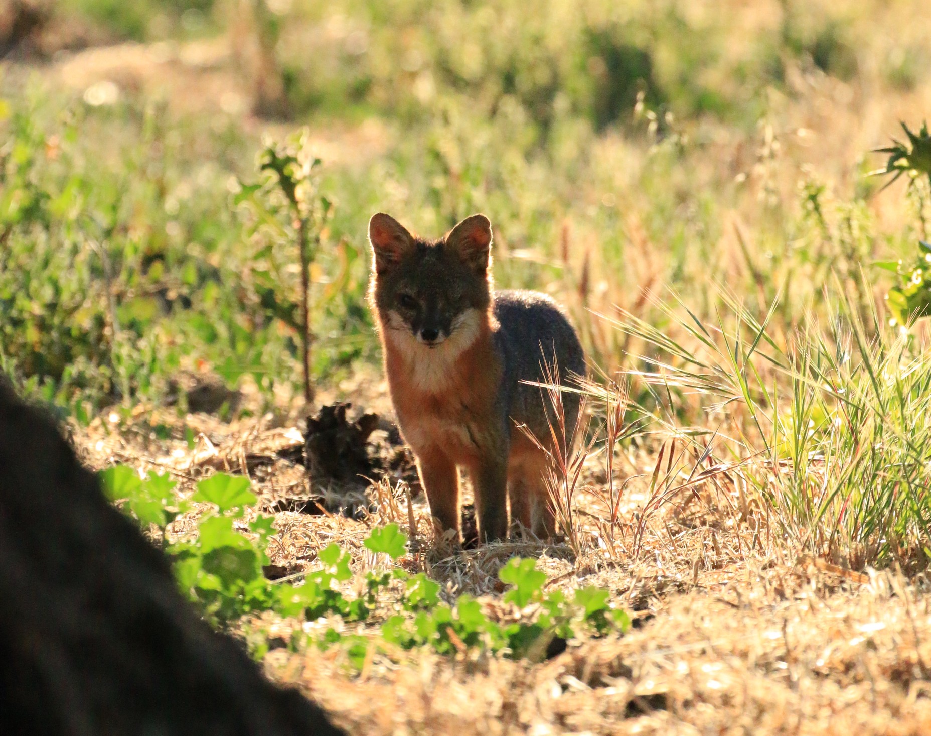 How the U.S. Acted Too Late and Almost Lost the Island Fox - The Atlantic