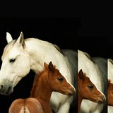 Inside the Creepy, Surprisingly Routine Business of Animal Cloning ...