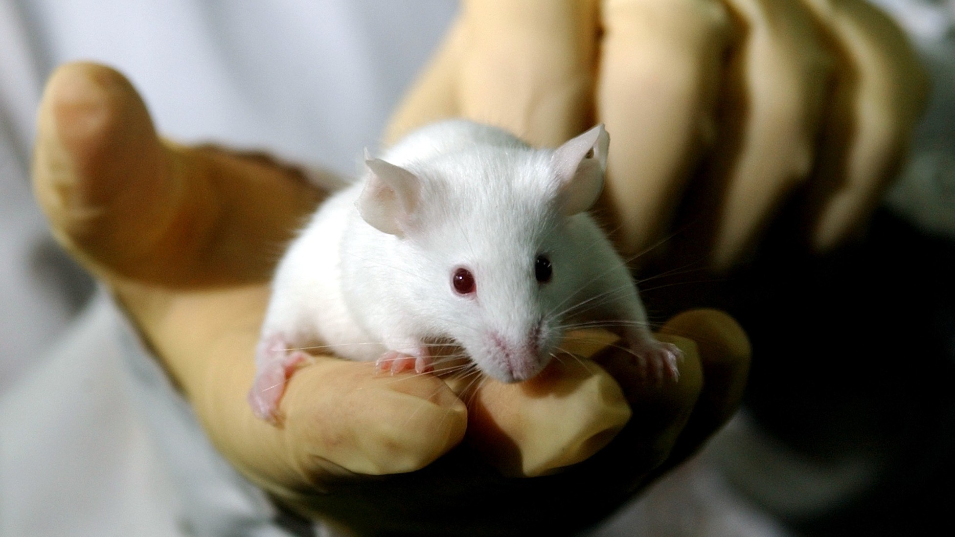 Singing Mice May Help Uncover the Roots of Human Speech - The Atlantic