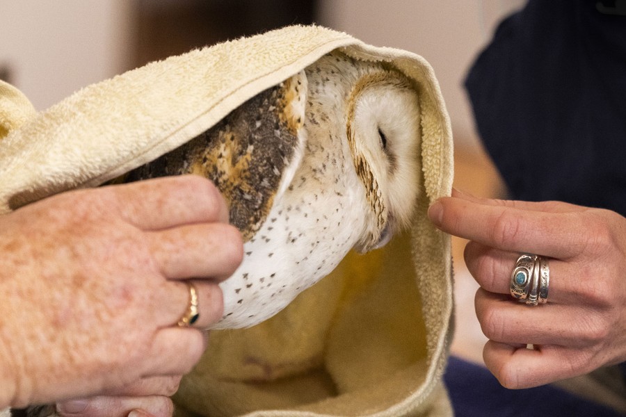 Photos: Superb Owl Sunday VII - The Atlantic