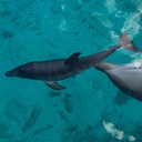Dolphins and Humans Have an Endearing Trait in Common - The Atlantic