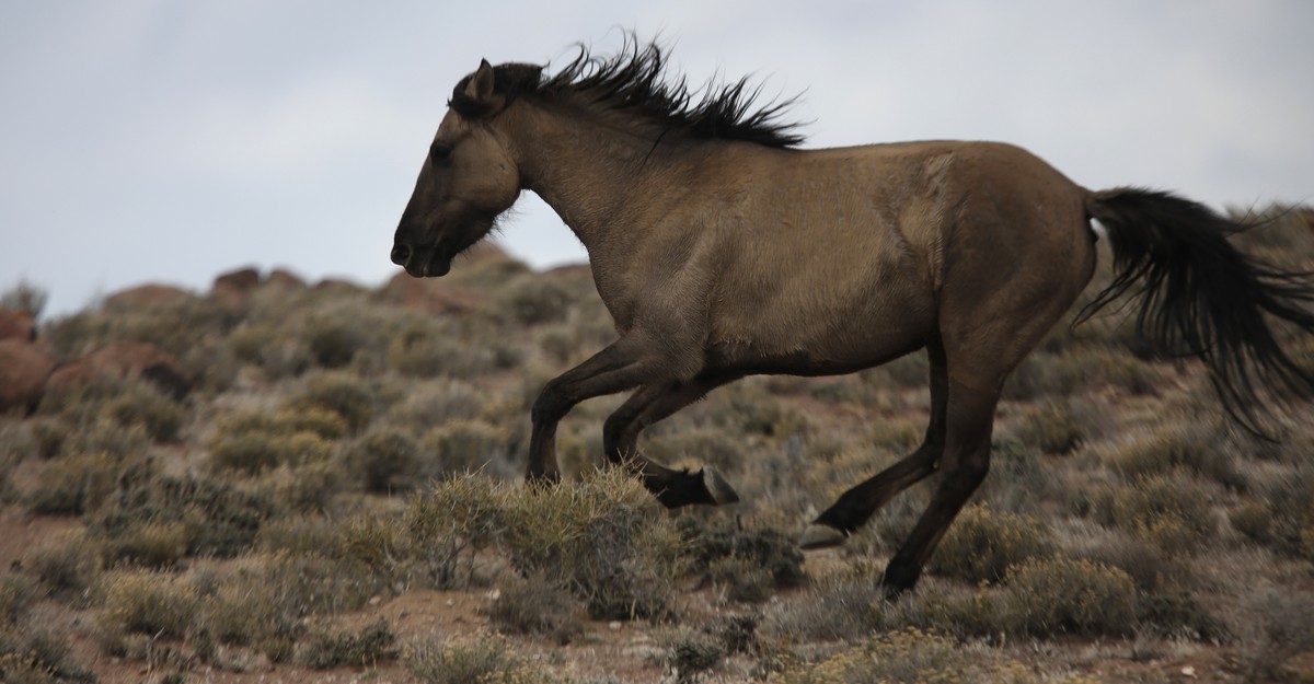 Who The Meek Are Not - The Atlantic