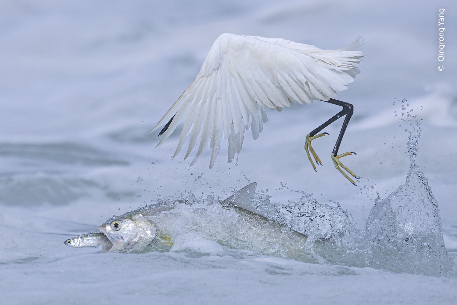 Winners of the Wildlife Photographer of the Year 2025 - The Atlantic