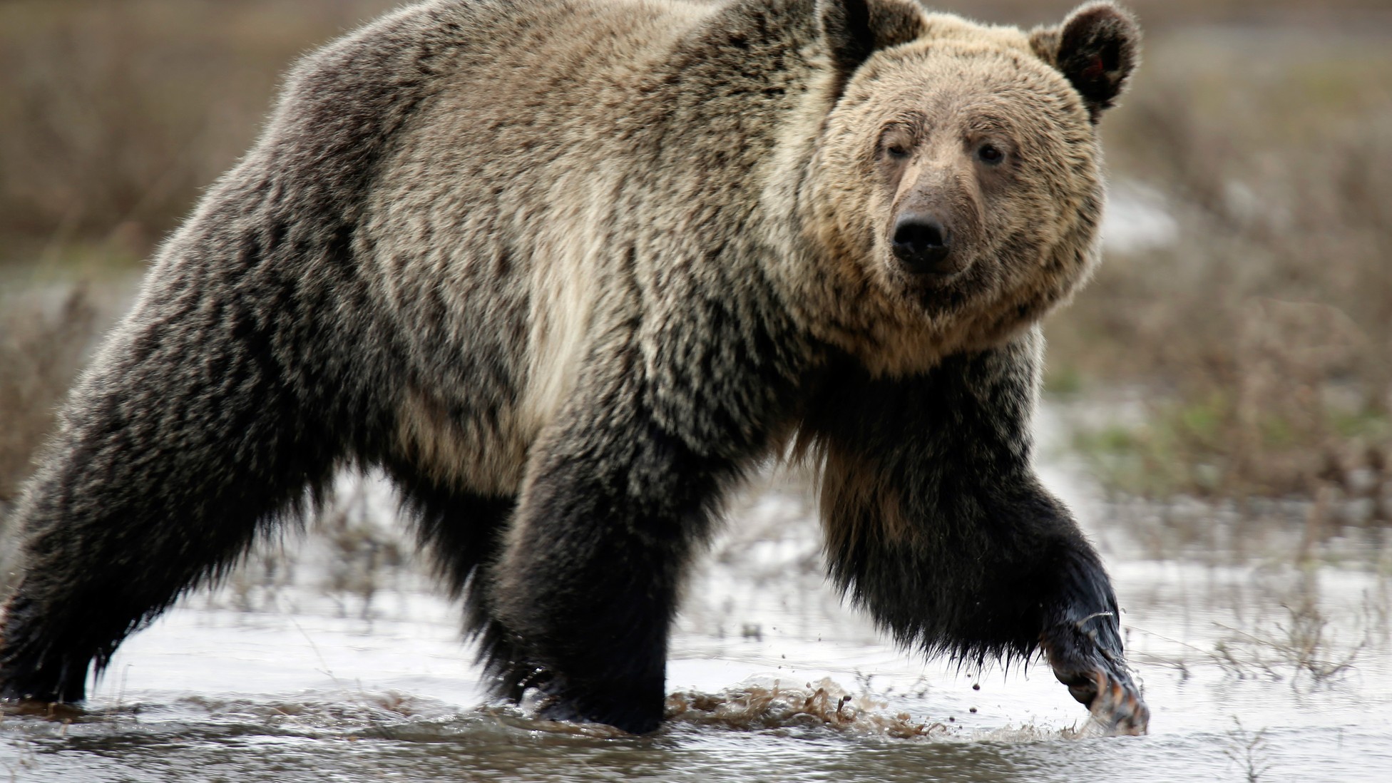 Grizzly Bears Have a Human Problem - The Atlantic
