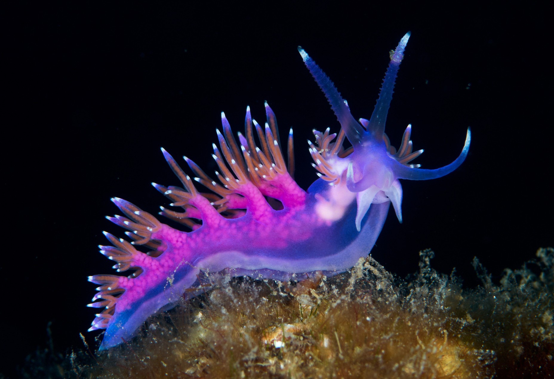 A Photo Appreciation of Life in Our Oceans - The Atlantic