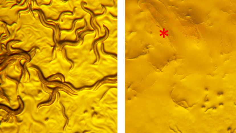 The ‘Golden Death’ Digests Worms From Inside Out - The Atlantic