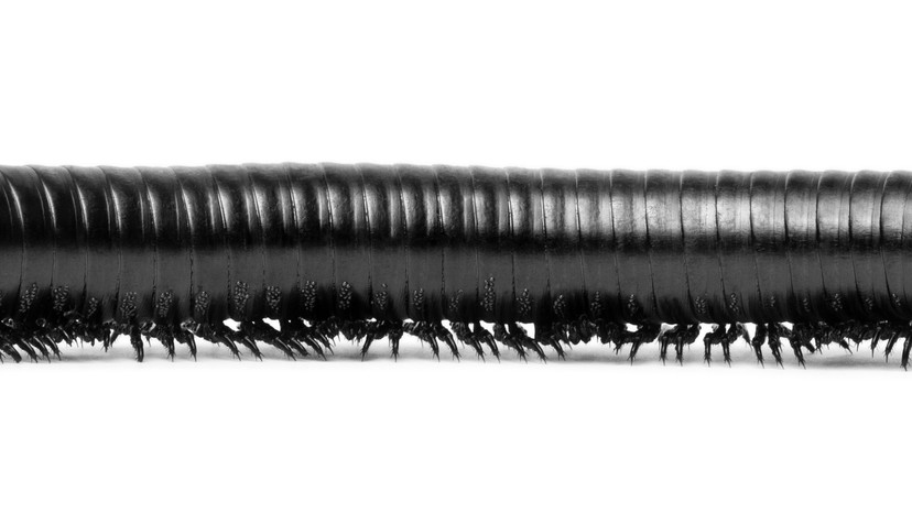 This Millipede Has 1,306 Legs—The Most on Earth - The Atlantic