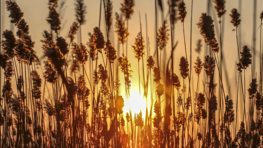 The Magic of Fall Colors - The Atlantic