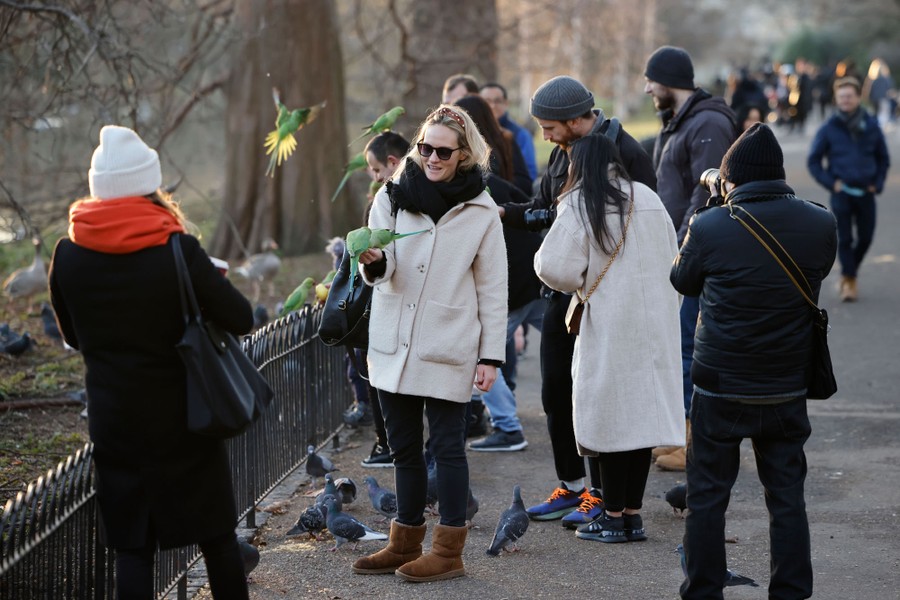 Photos: The Parakeets of London - The Atlantic
