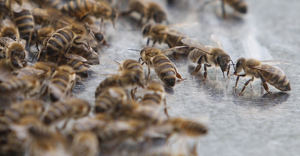 Insect-Induced Workplace Fatalities: Rare but Real - The Atlantic