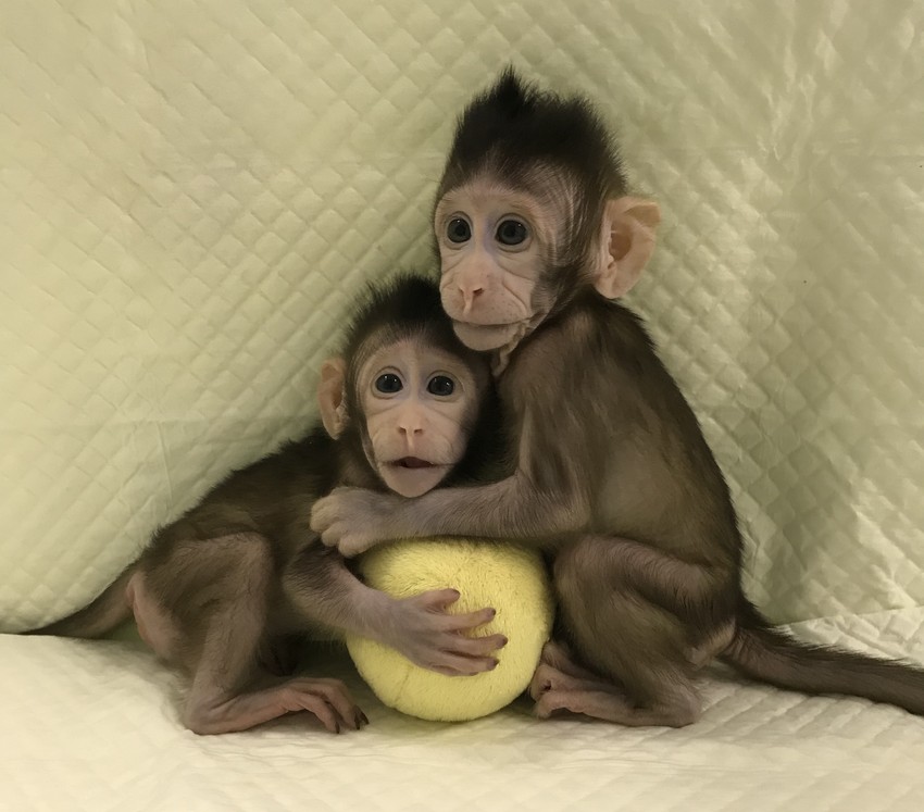 Chinese Scientists Have Successfully Cloned Monkeys - The Atlantic