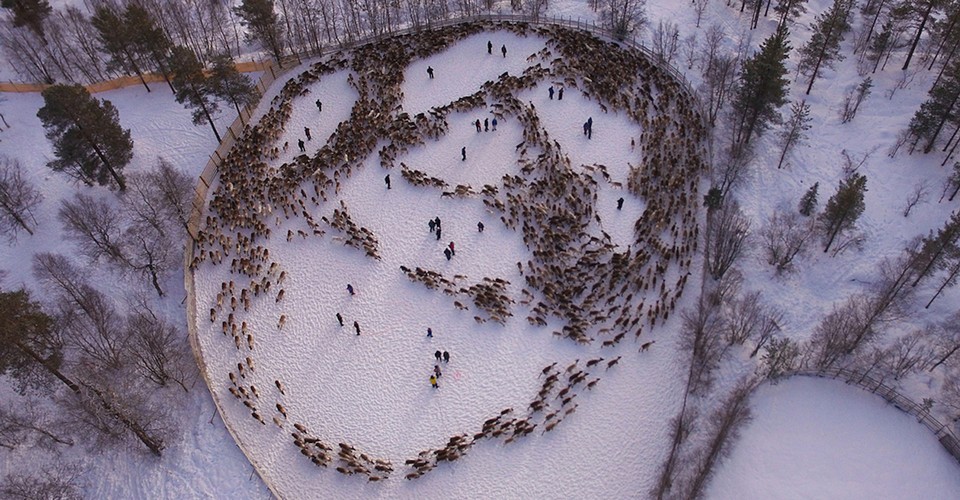 Norway’s Radioactive Reindeer - The Atlantic