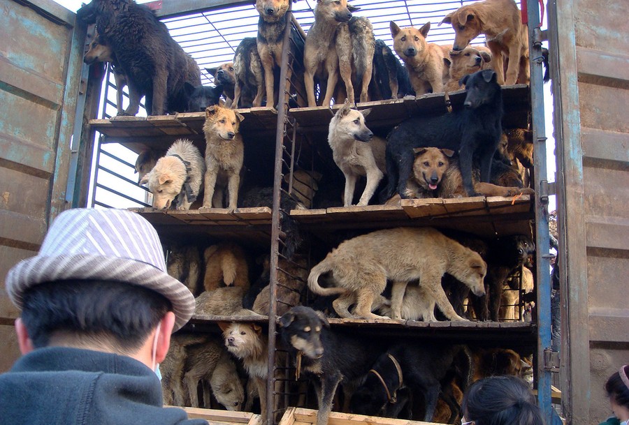 Animals in the News - The Atlantic