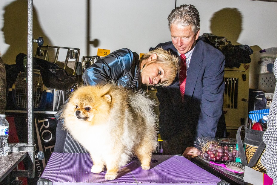 Backstage at the Westminster Dog Show - The Atlantic
