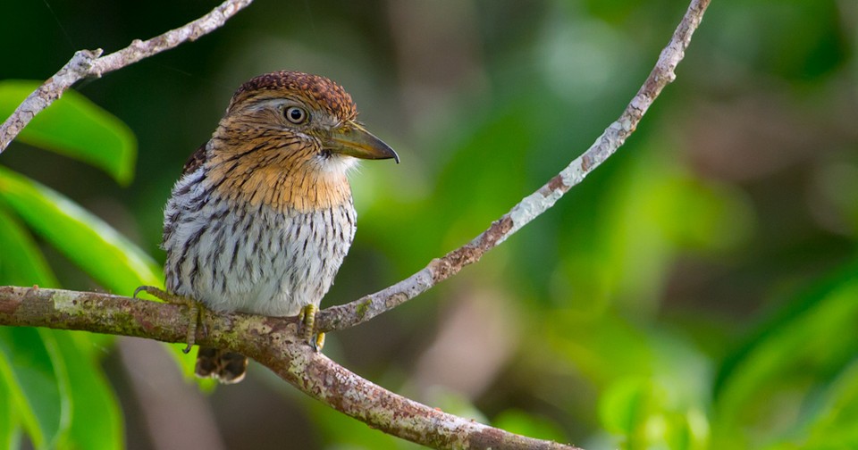 The Factious, High-Drama World of Bird Taxonomy - The Atlantic