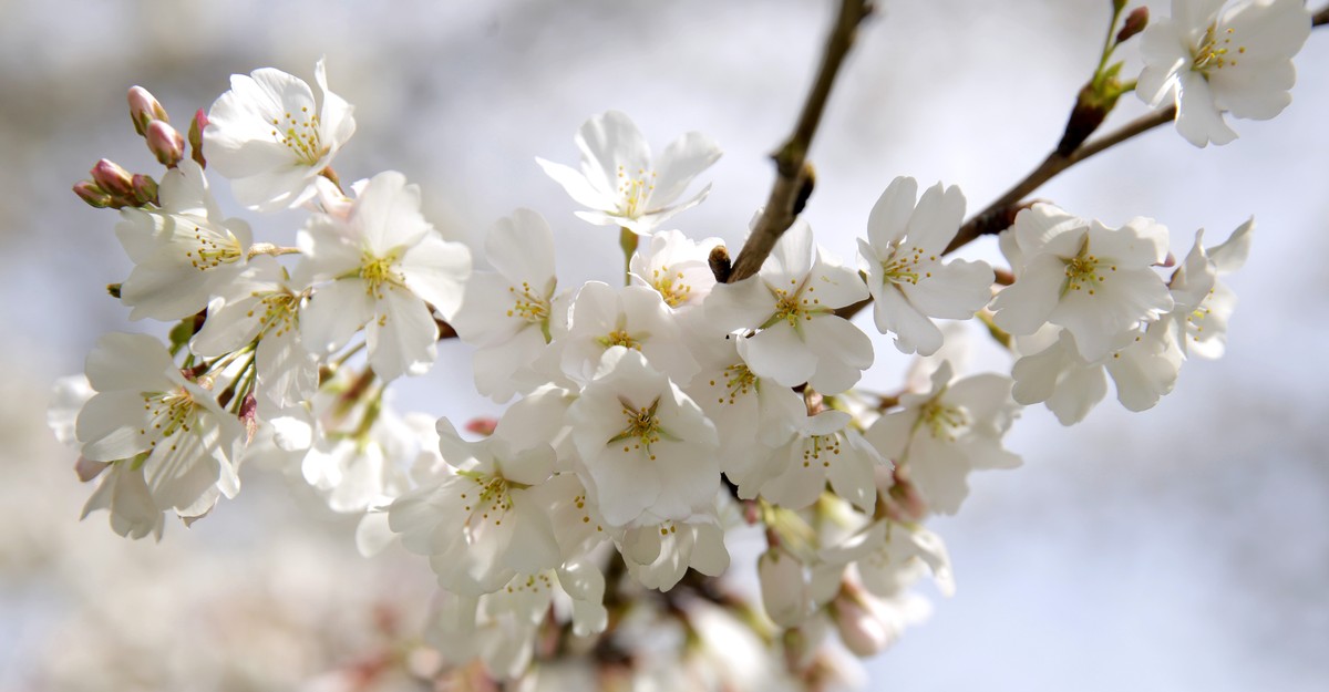 Spring Blooms - The Atlantic