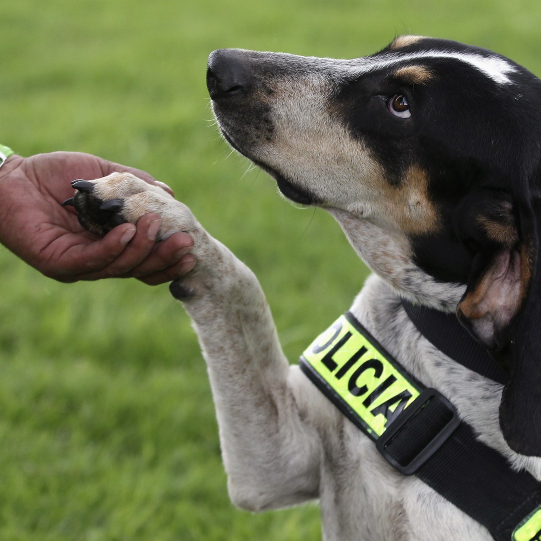 How Do Police Dogs Help Humans