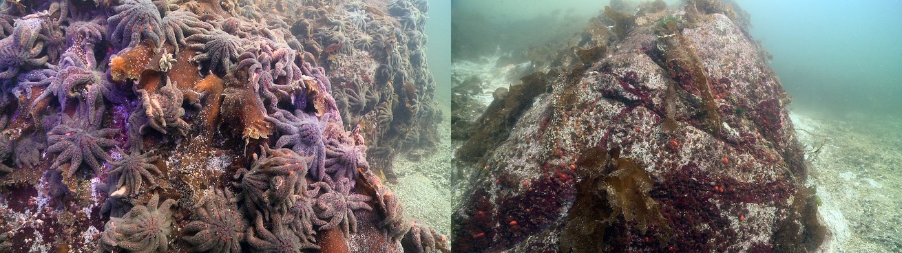 A Starfish-Killing Disease Is Remaking the Oceans - The Atlantic
