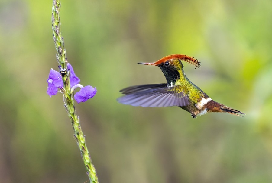 For Earth Day, a Photo Appreciation of Birds - The Atlantic