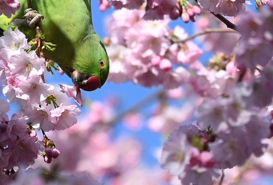 Photos: The Parakeets of London - The Atlantic