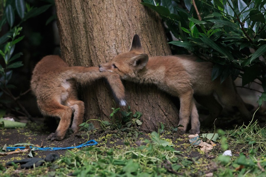 Photos: London’s Urban Foxes - The Atlantic
