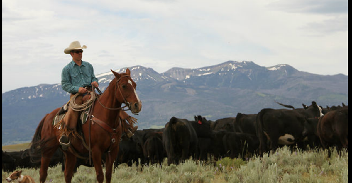 The Serene Beauty of a Sustainable Montana Cattle Ranch - The Atlantic