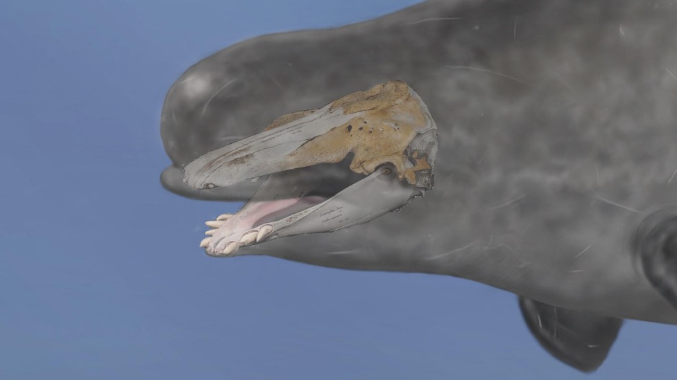 The Narluga Is a Very Strange Beluga-Narwhal Hybrid - The Atlantic