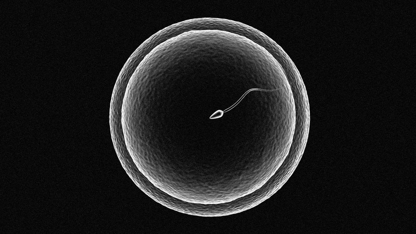 How Can You Part With the Embryo That Could Have Been Your Child? - The ...