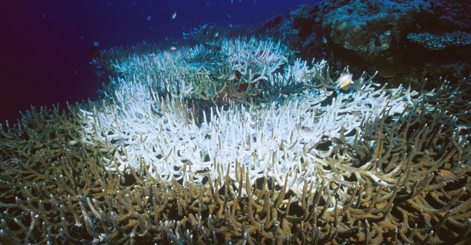 The Quest to Save Coral Reefs - The Atlantic