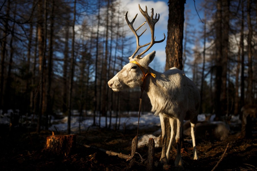 A Changing Way of Life for Mongolia’s Dukha Reindeer Herders - The Atlantic
