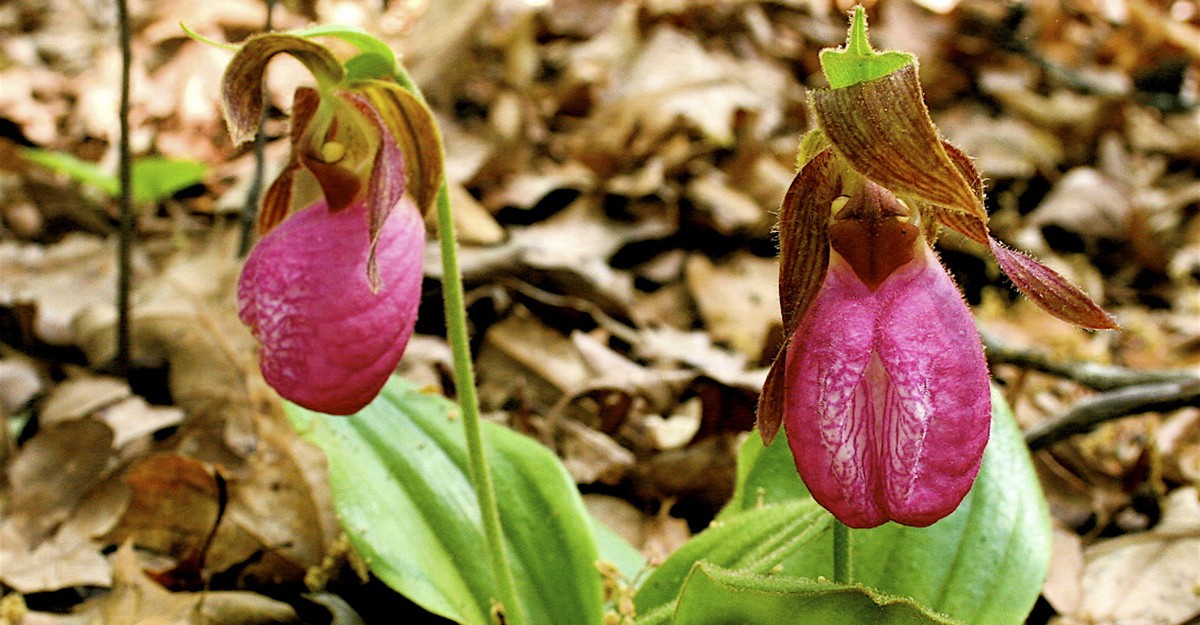 Mary Oliver Poems: “Moccasin Flowers” - The Atlantic