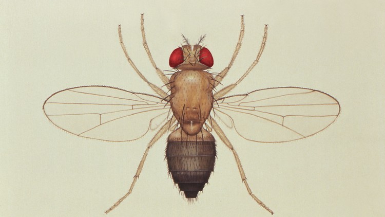 Fruit Flies and Their Importance in Genetics Research - The Atlantic